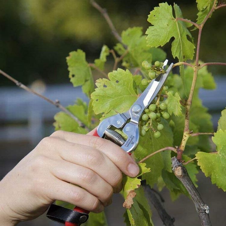 Corona Clipper Stainless Steel Long Straight Pruning Snips